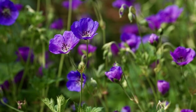 The Best Plants for Shade | Hillier Garden Centres