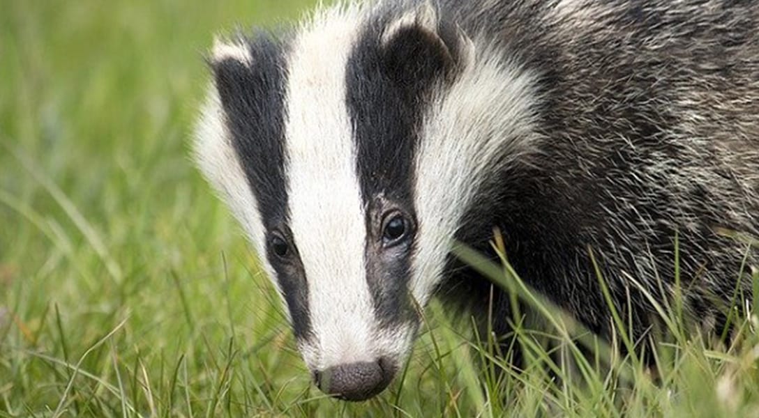 How to Deter Badgers from Your Garden | Hillier Garden Centres