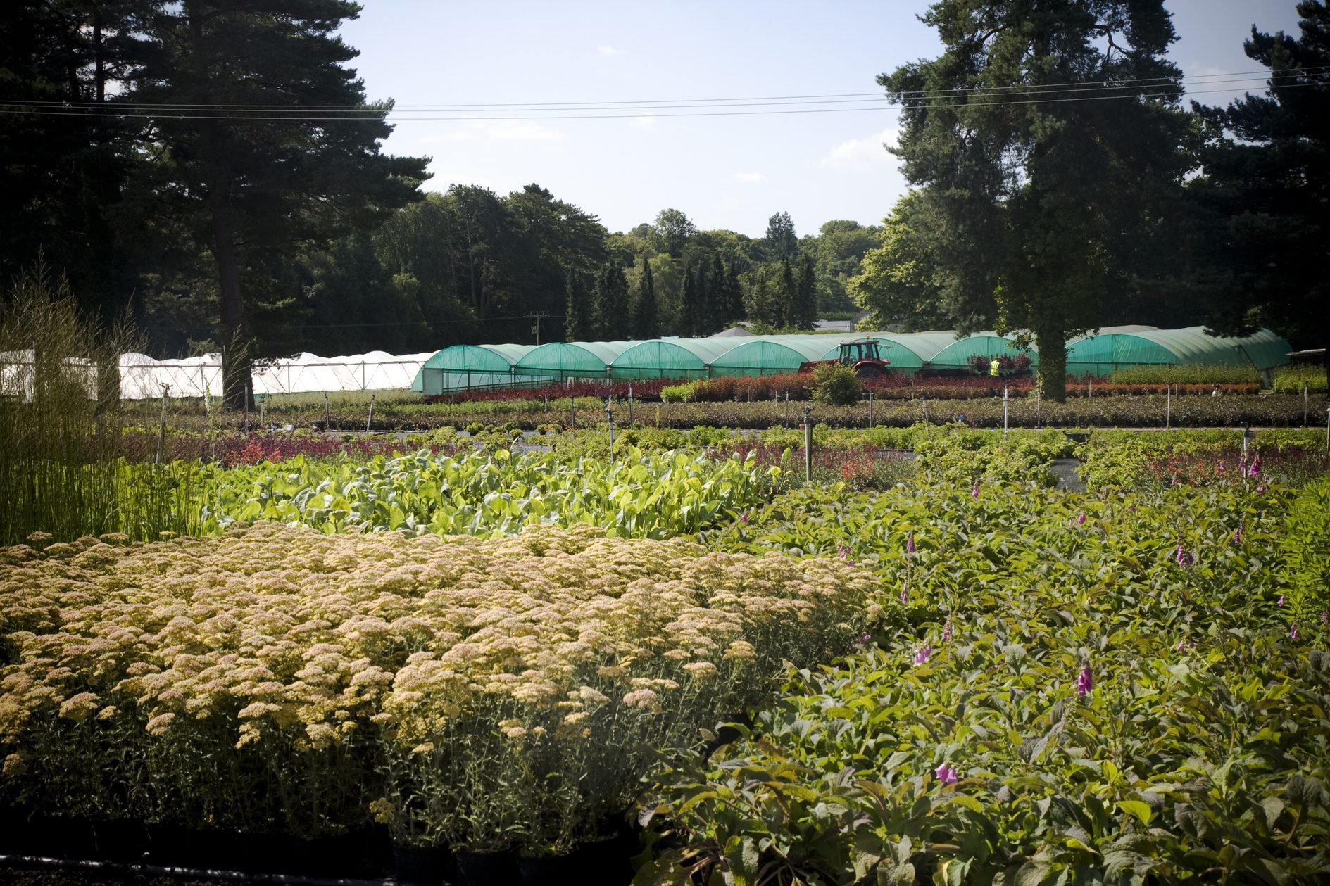 Hillier Nurseries Joins Fight Against Climate Change with The Planet Mark