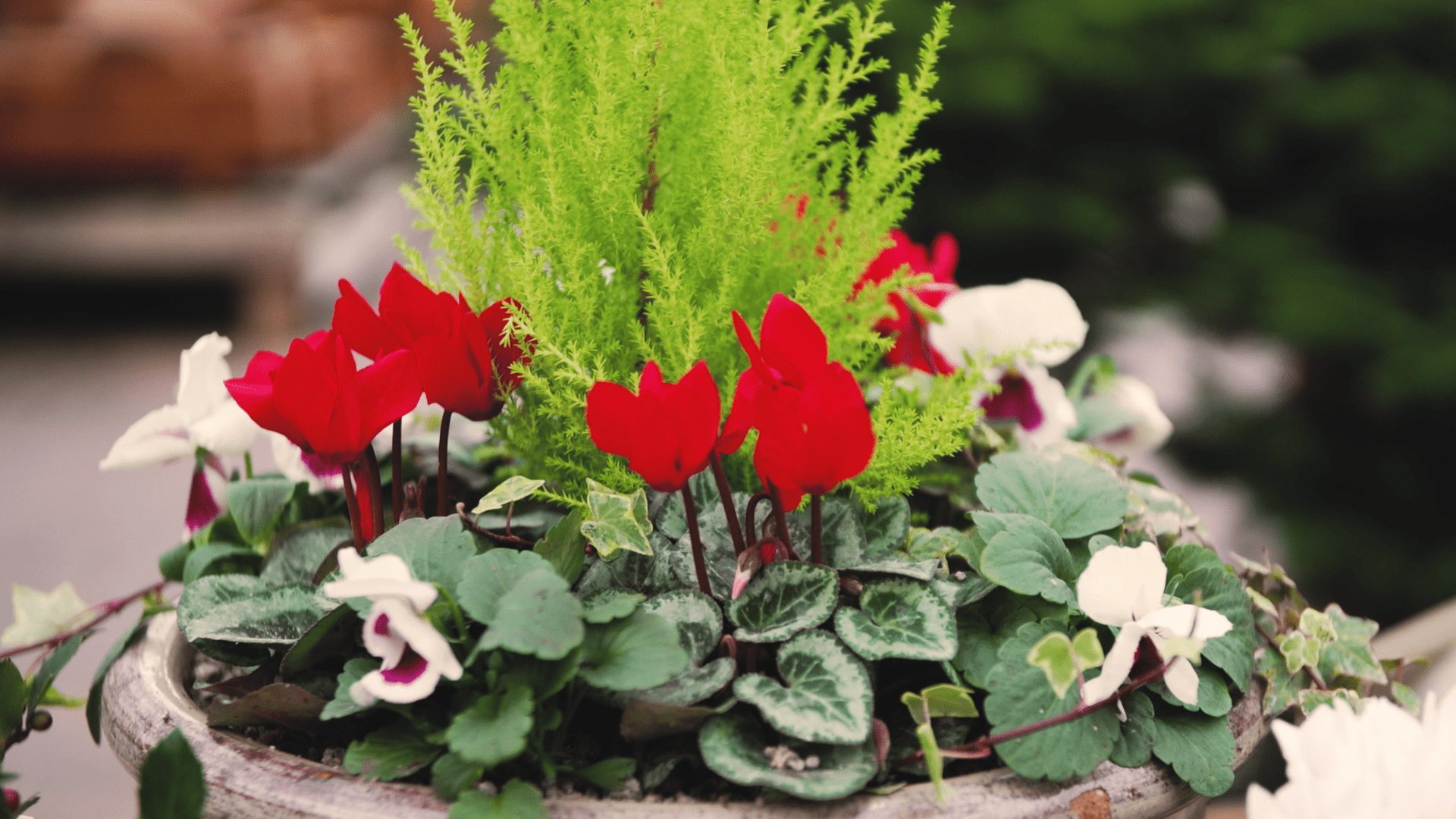 How to Create a Winter Planted Container | Hillier Garden Centres