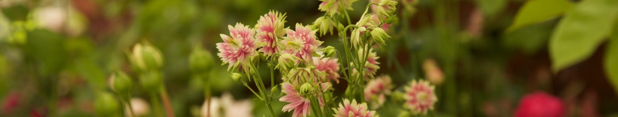 Hillier Nurseries and Garden Centres | Hillier