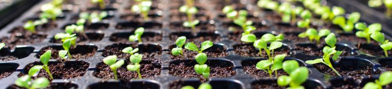 Guide to Propagation Equipment | Hillier Garden Centres