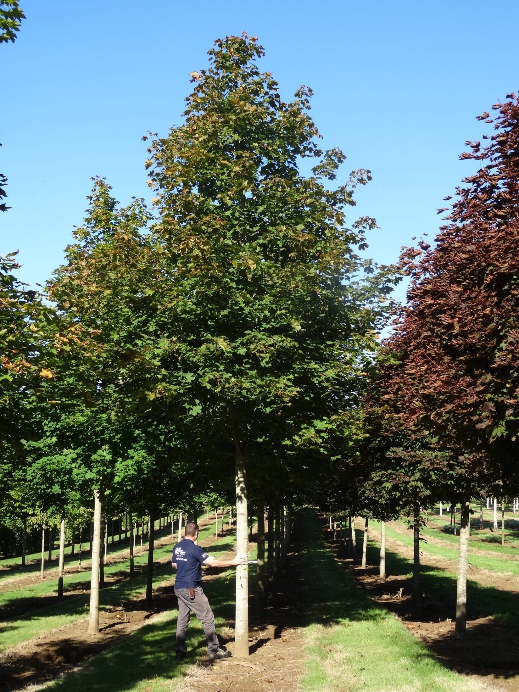 Buy Acer platanoides ‘Deborah’ Tree | Hillier Trees