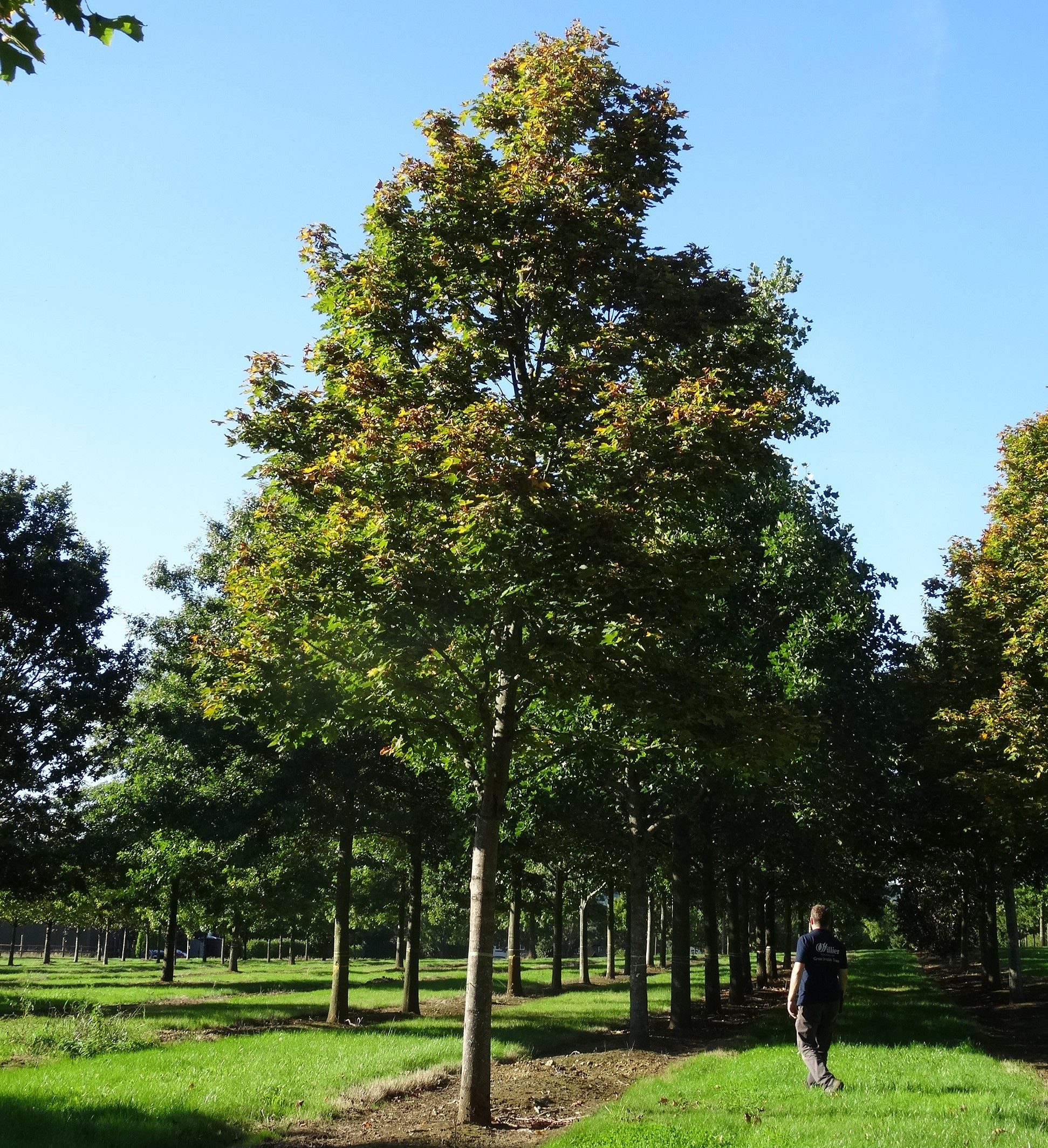 Acer platanoides ‘Emerald Queen’ - Hillier