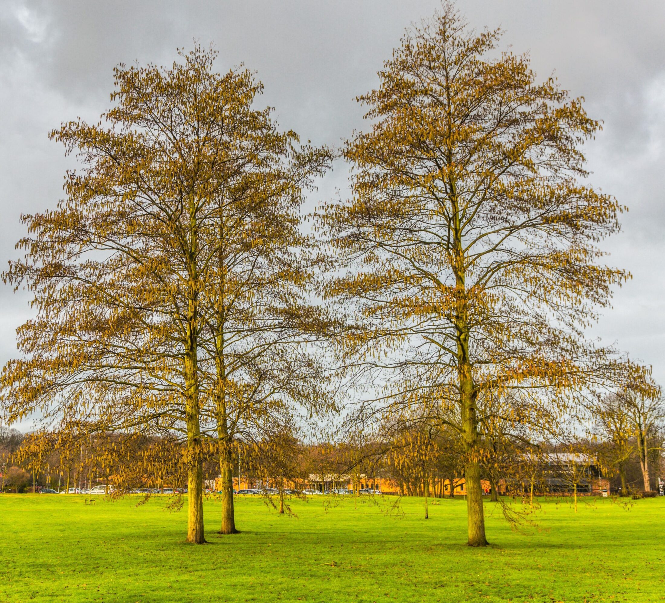 Buy Alnus incana Tree | Hillier Trees