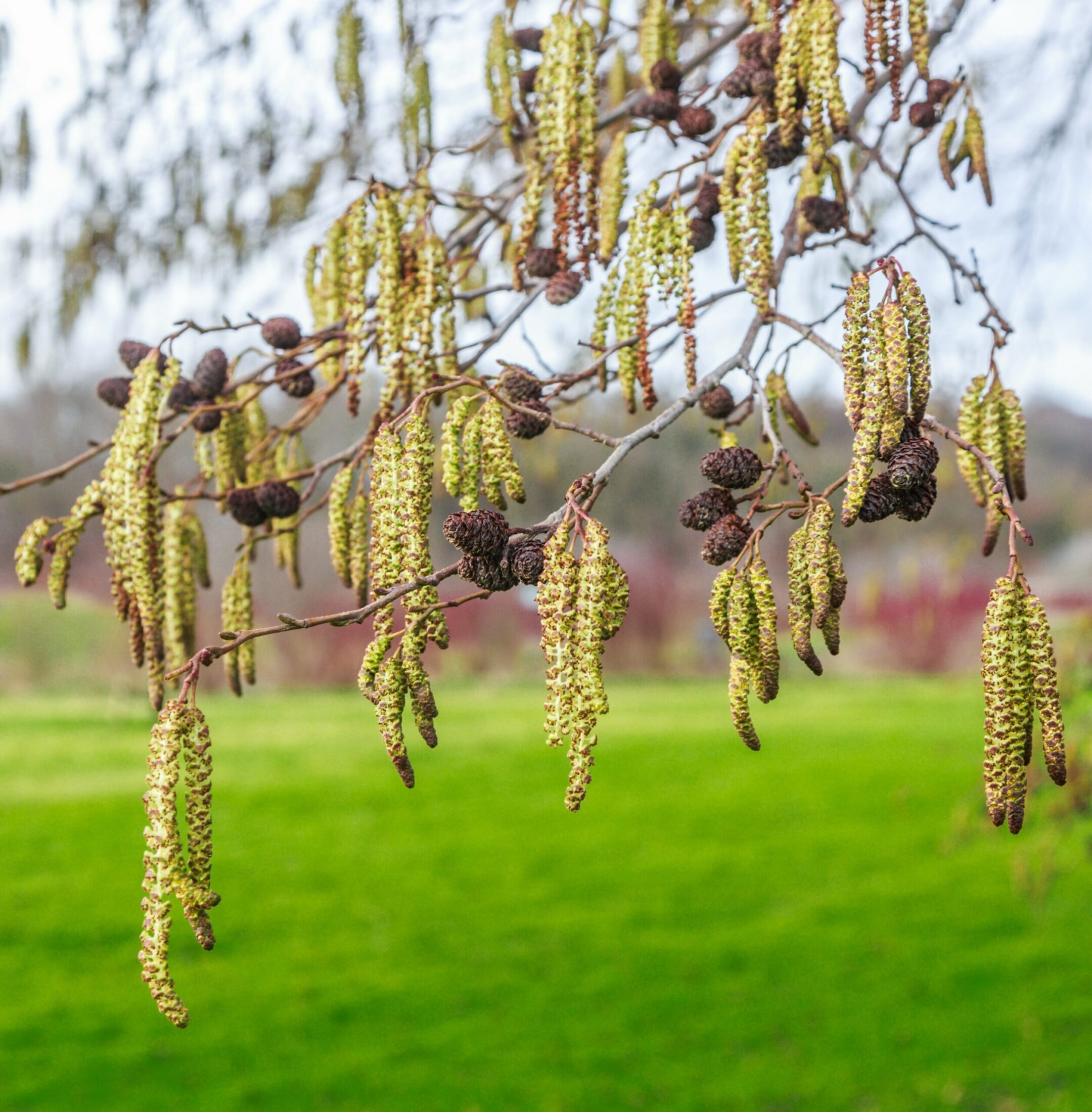 Alnus incana - Hillier