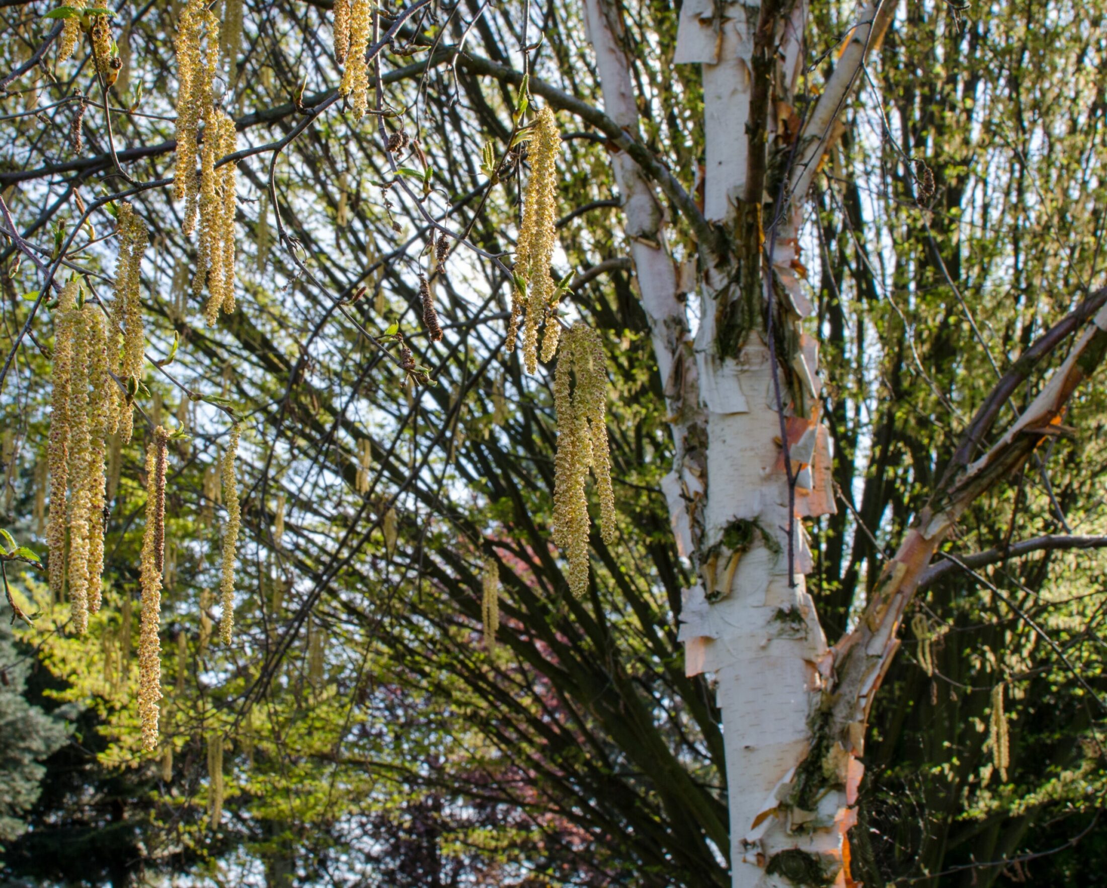 Buy Betula albosinensis ‘Fascination’ Tree | Hillier Trees
