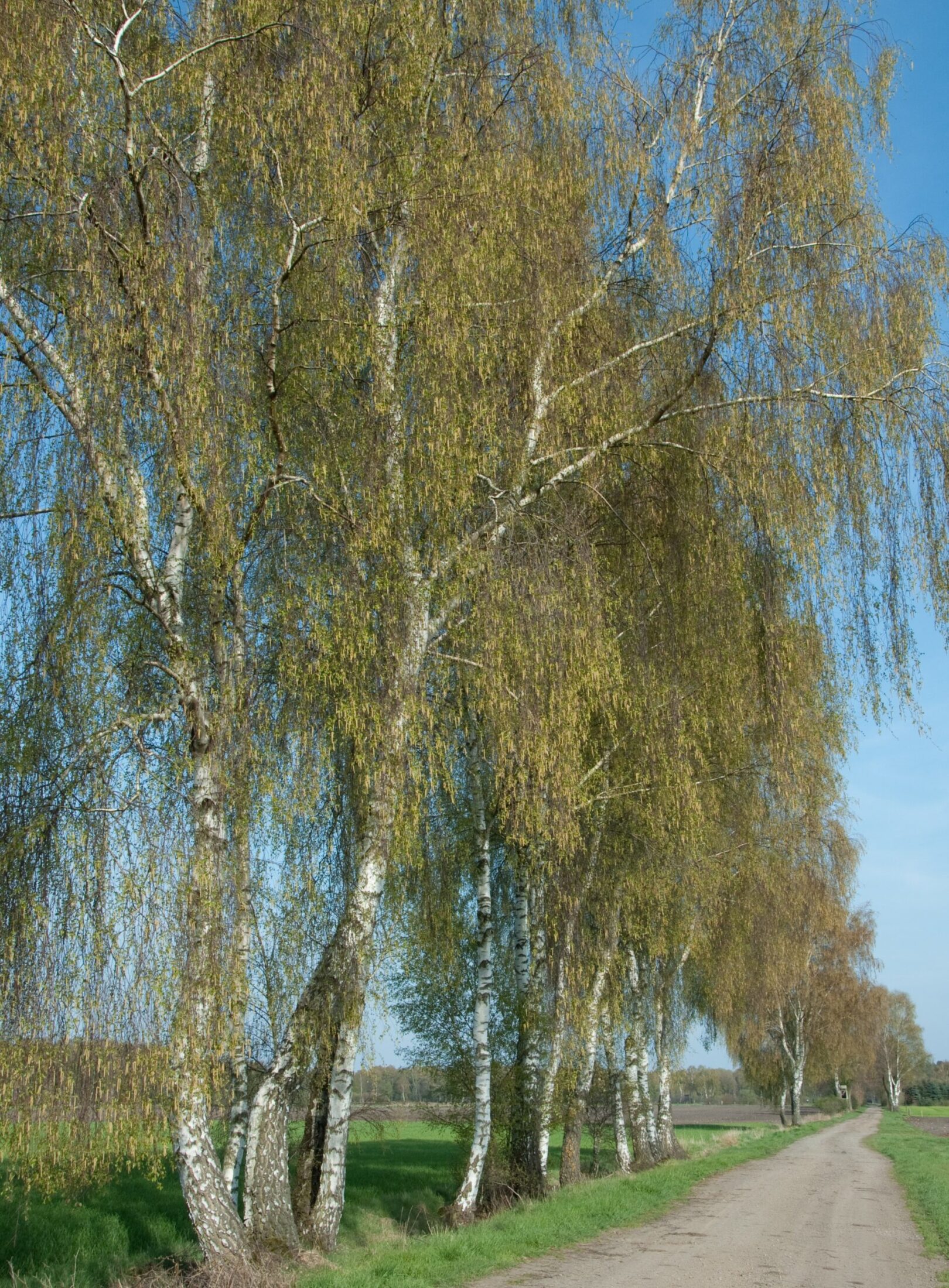 Buy Betula pendula Tree | Hillier Trees