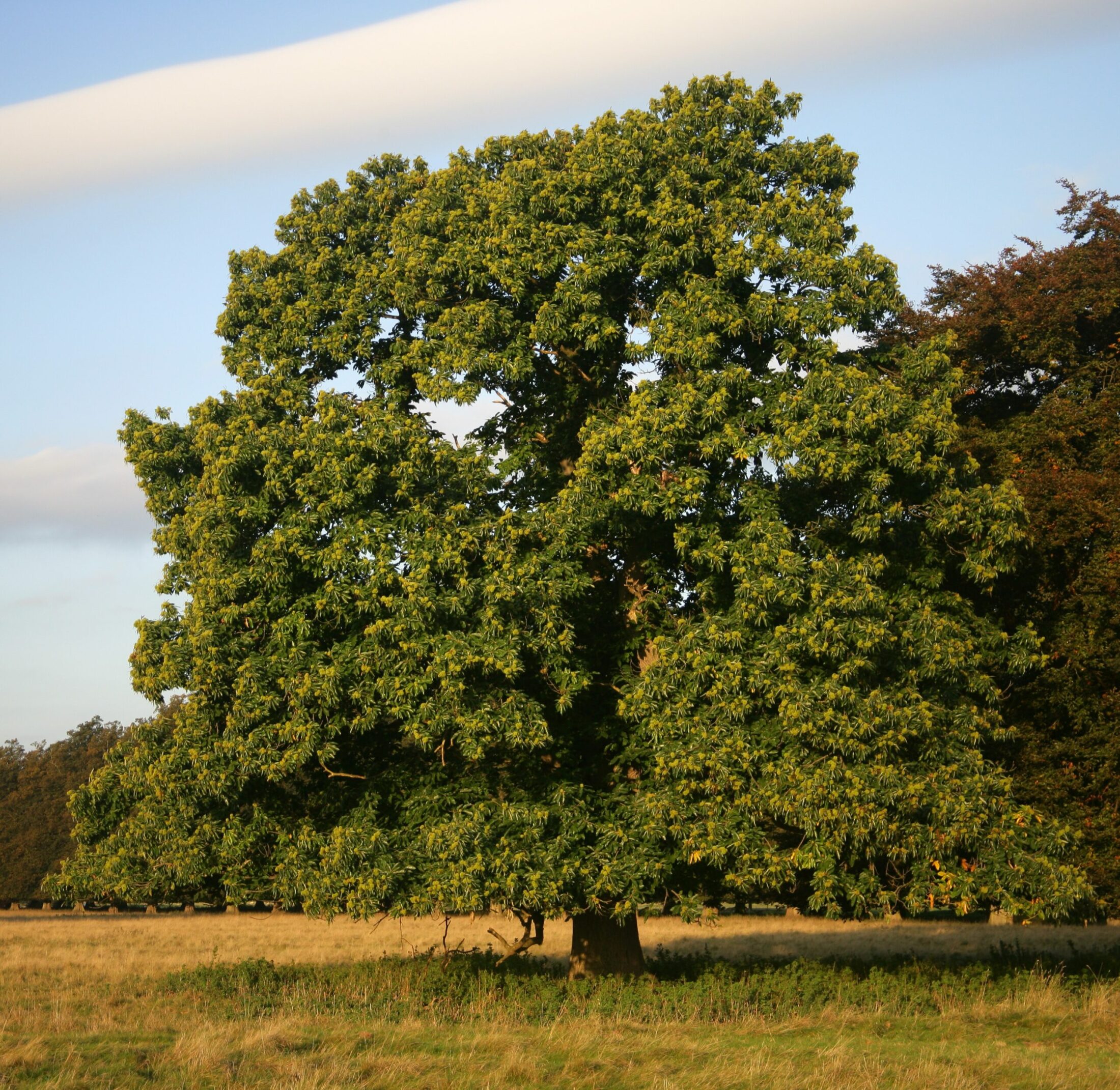 Buy Castanea sativa Tree | Hillier Trees