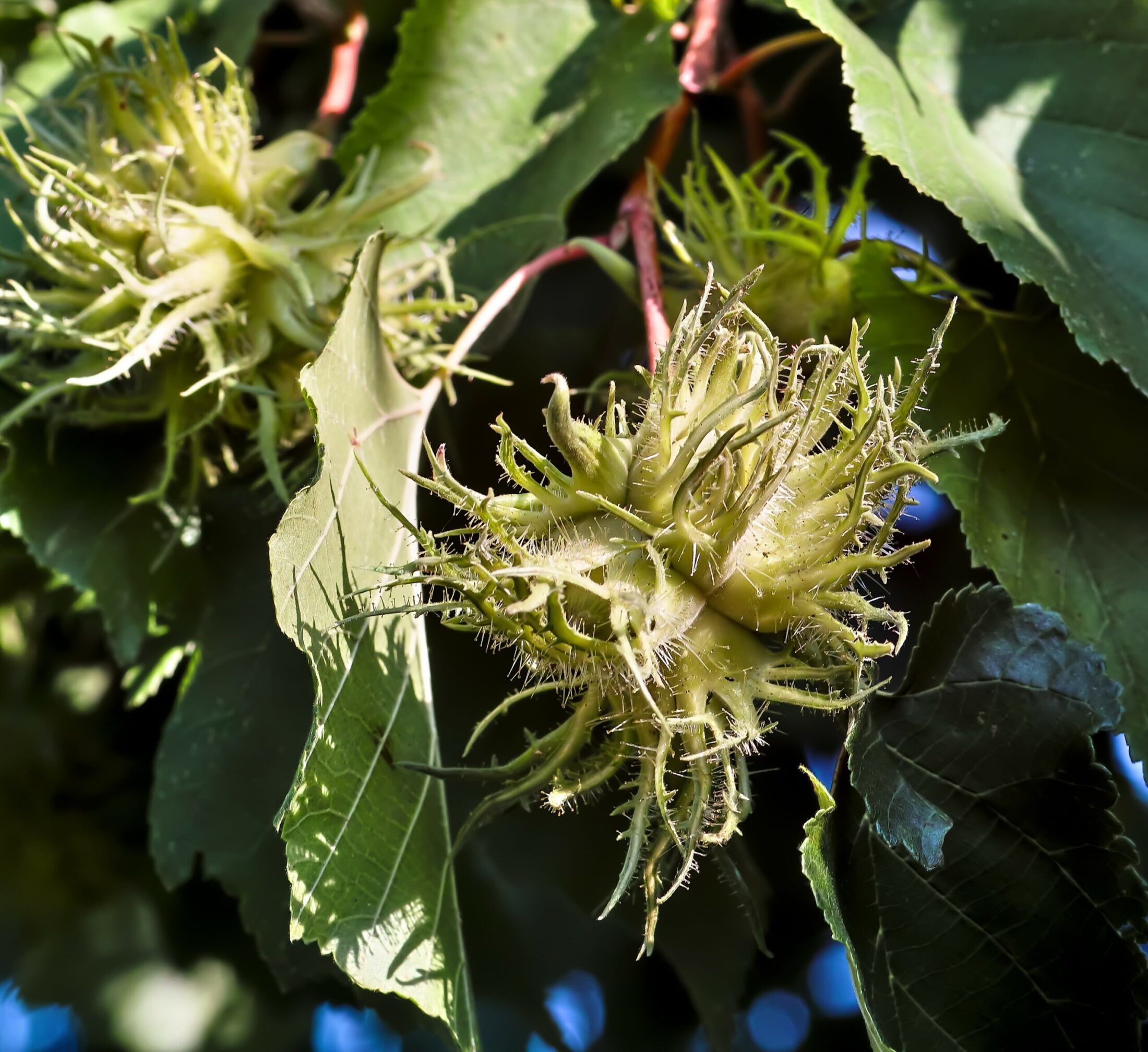 Corylus colurna - Hillier