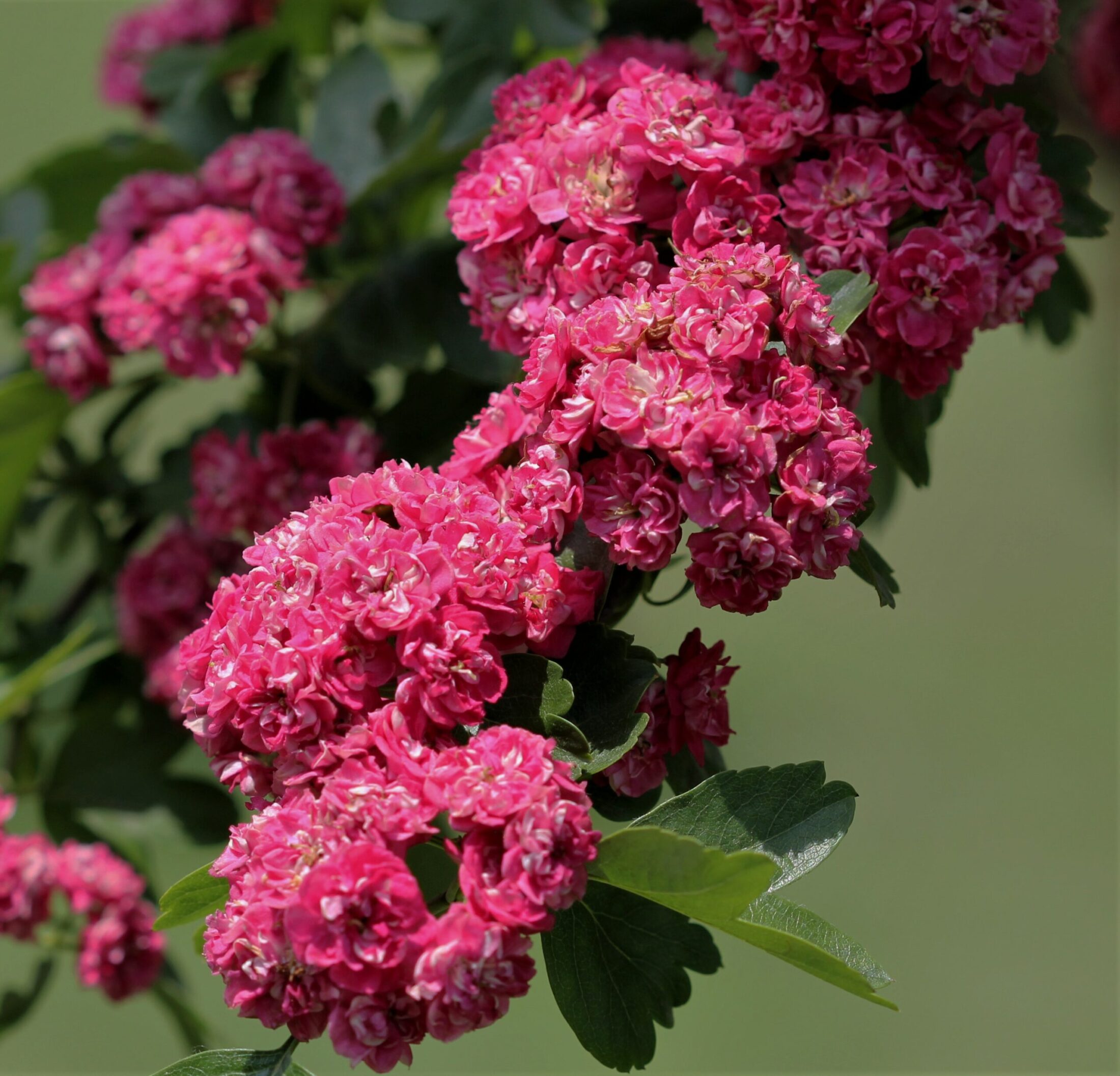 Buy Crataegus laevigata ‘Paul’s Scarlet’ Tree | Hillier Trees