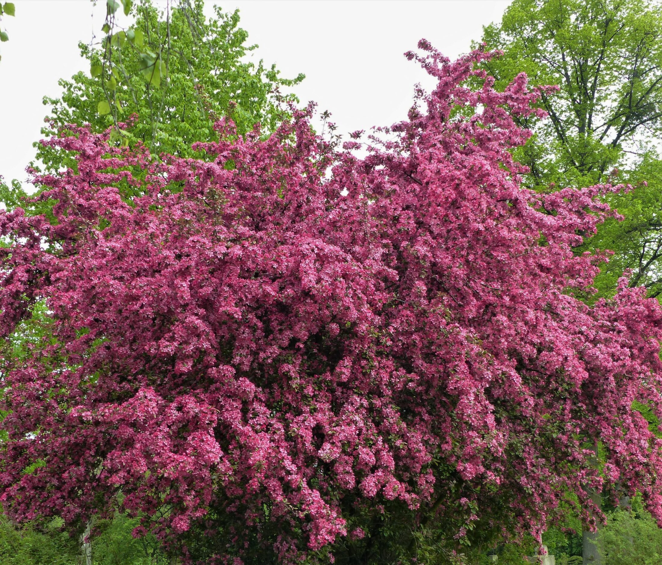 Crataegus laevigata ‘Paul’s Scarlet’ - Hillier