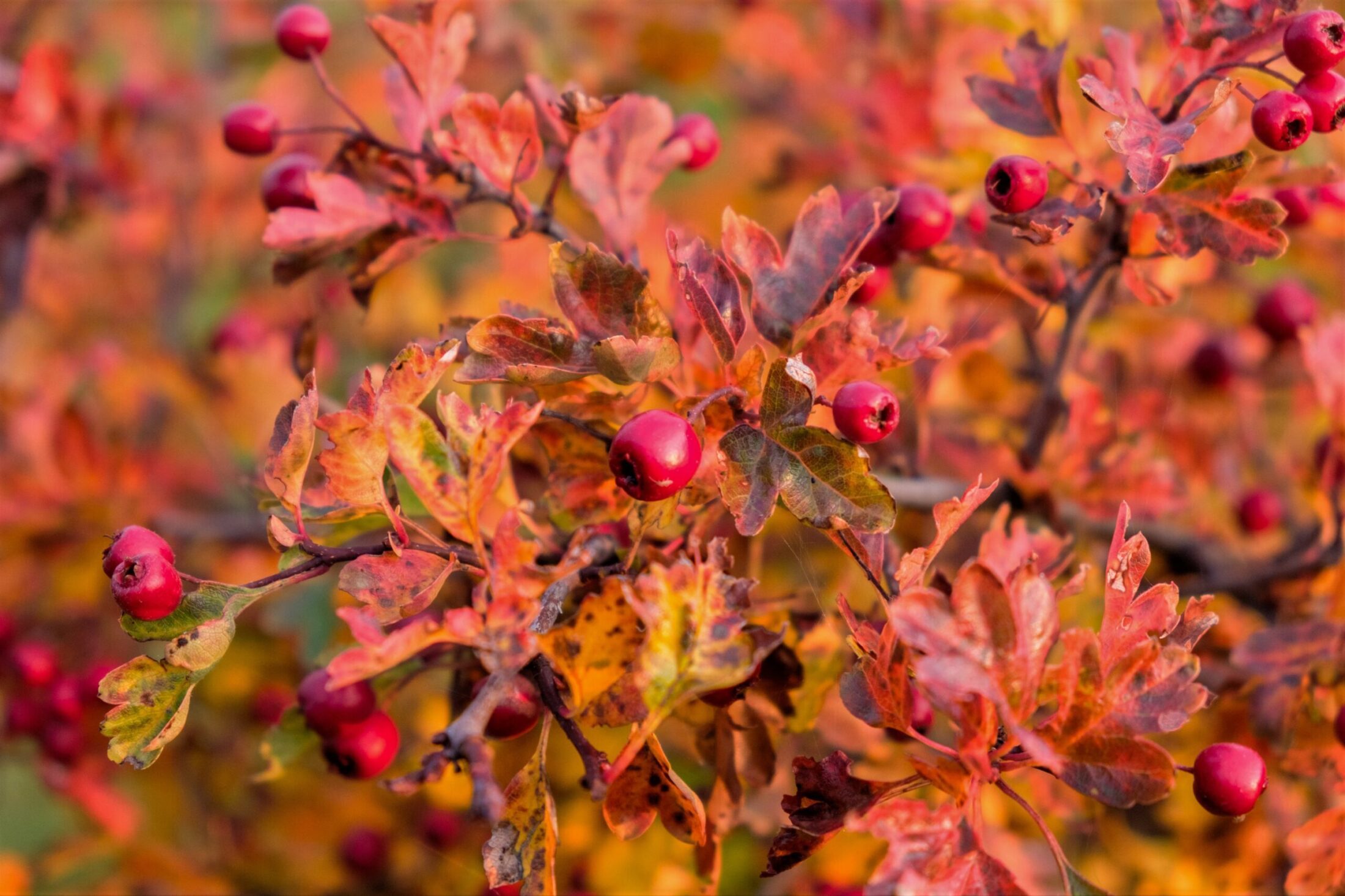 Crataegus Monogyna Leaf