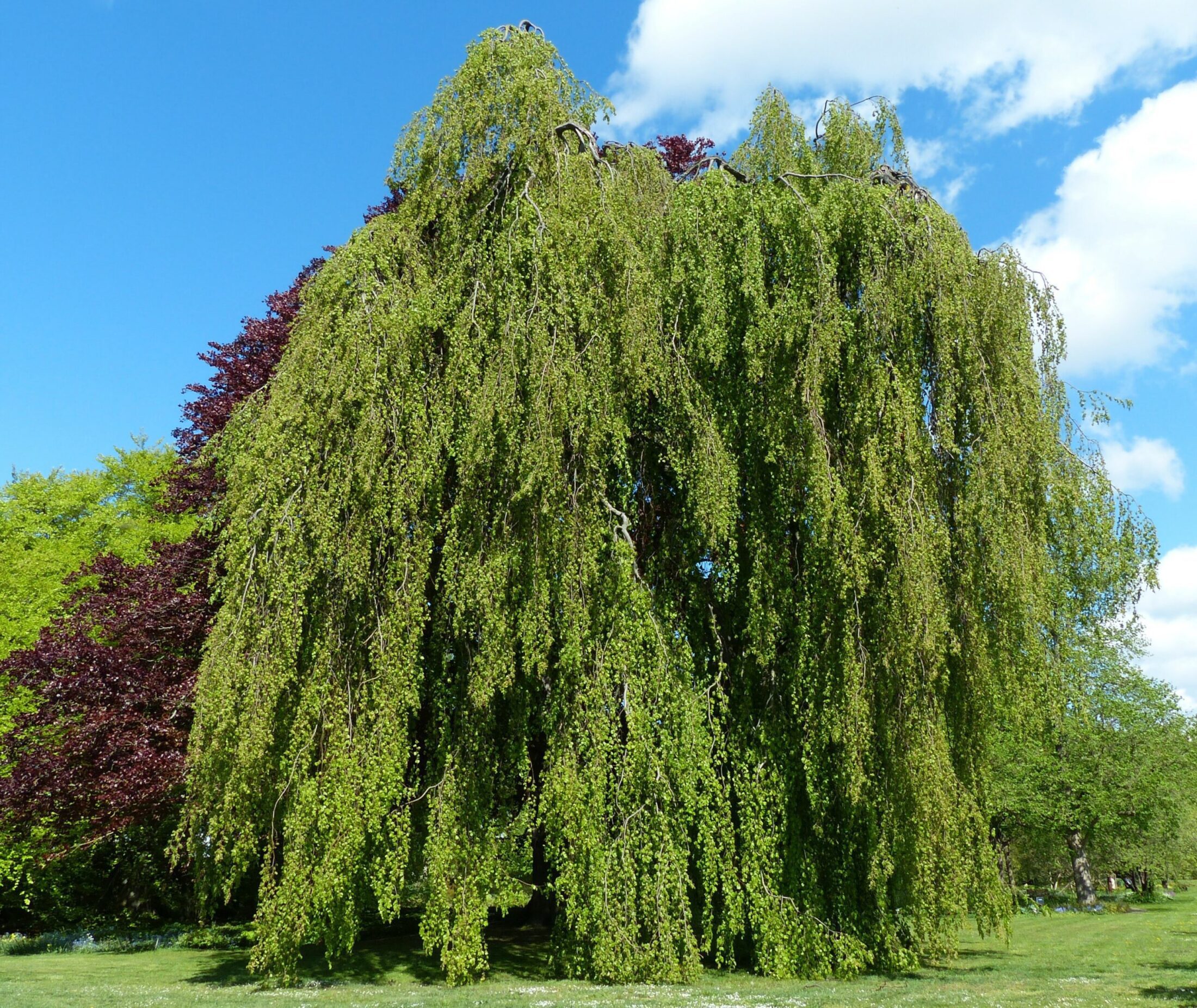 Buy Fagus sylvatica ‘Pendula’ Tree | Hillier Trees