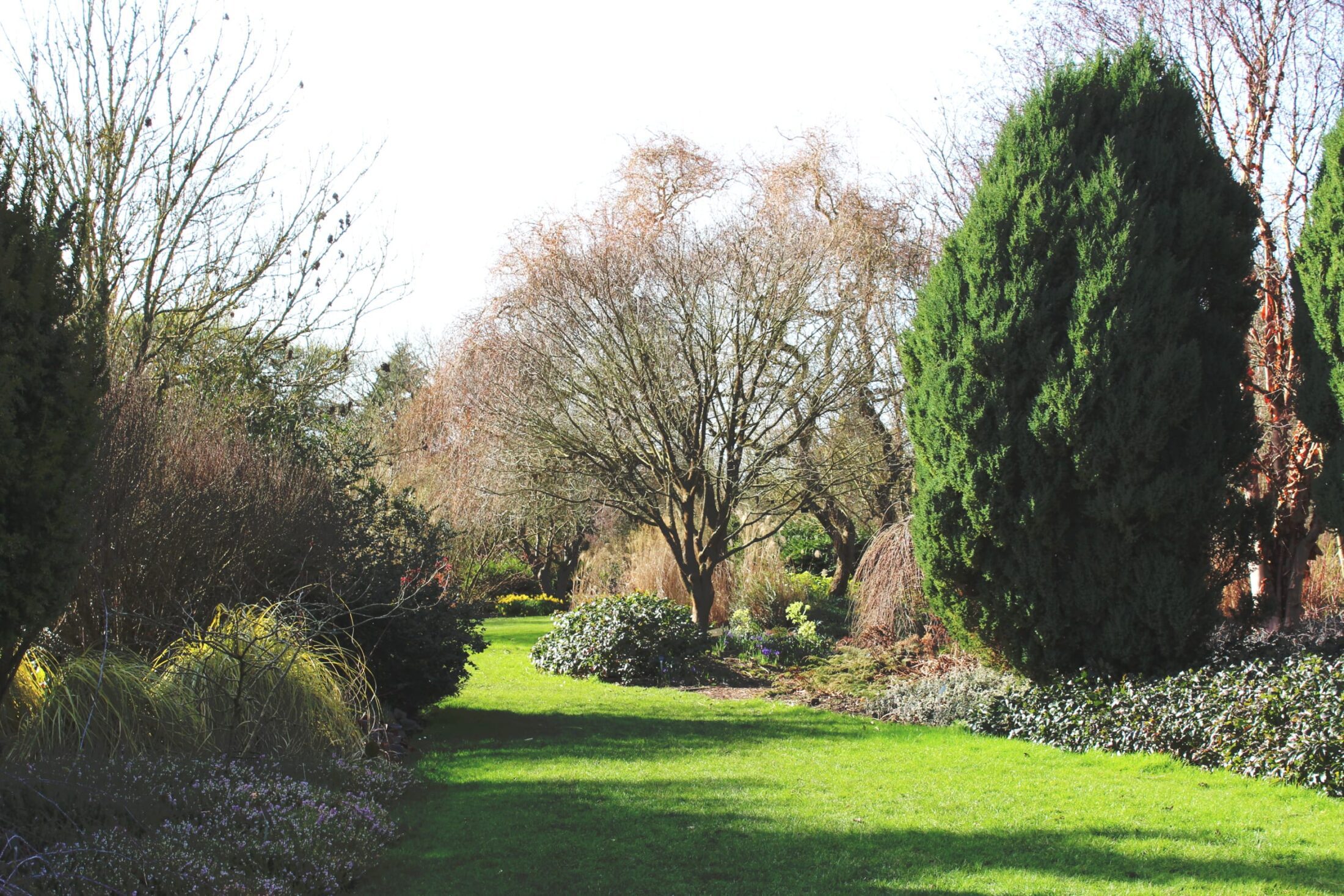 The Best Plants for Shade | Hillier Garden Centres