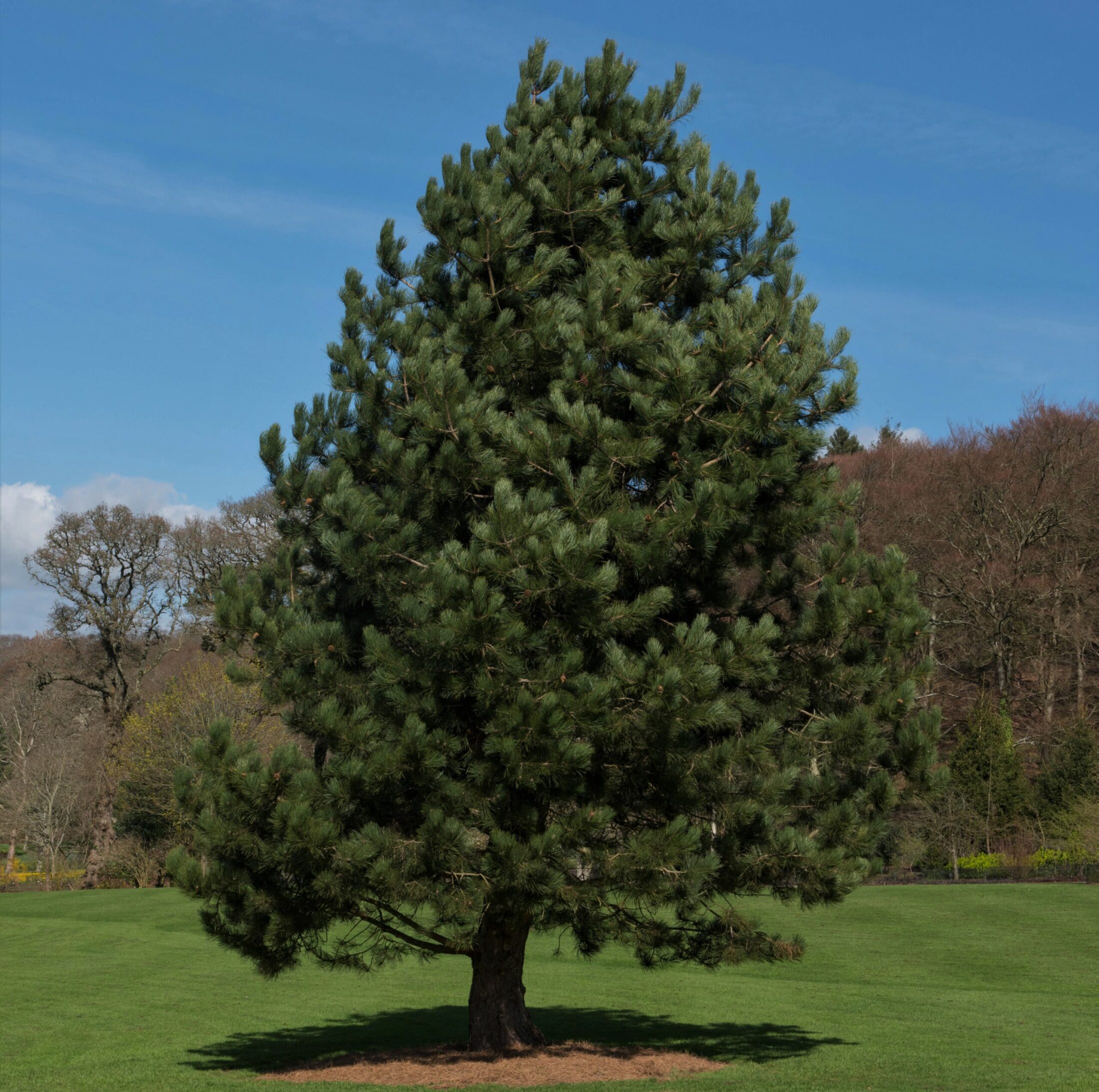 Buy Pinus nigra Tree | Hillier Trees