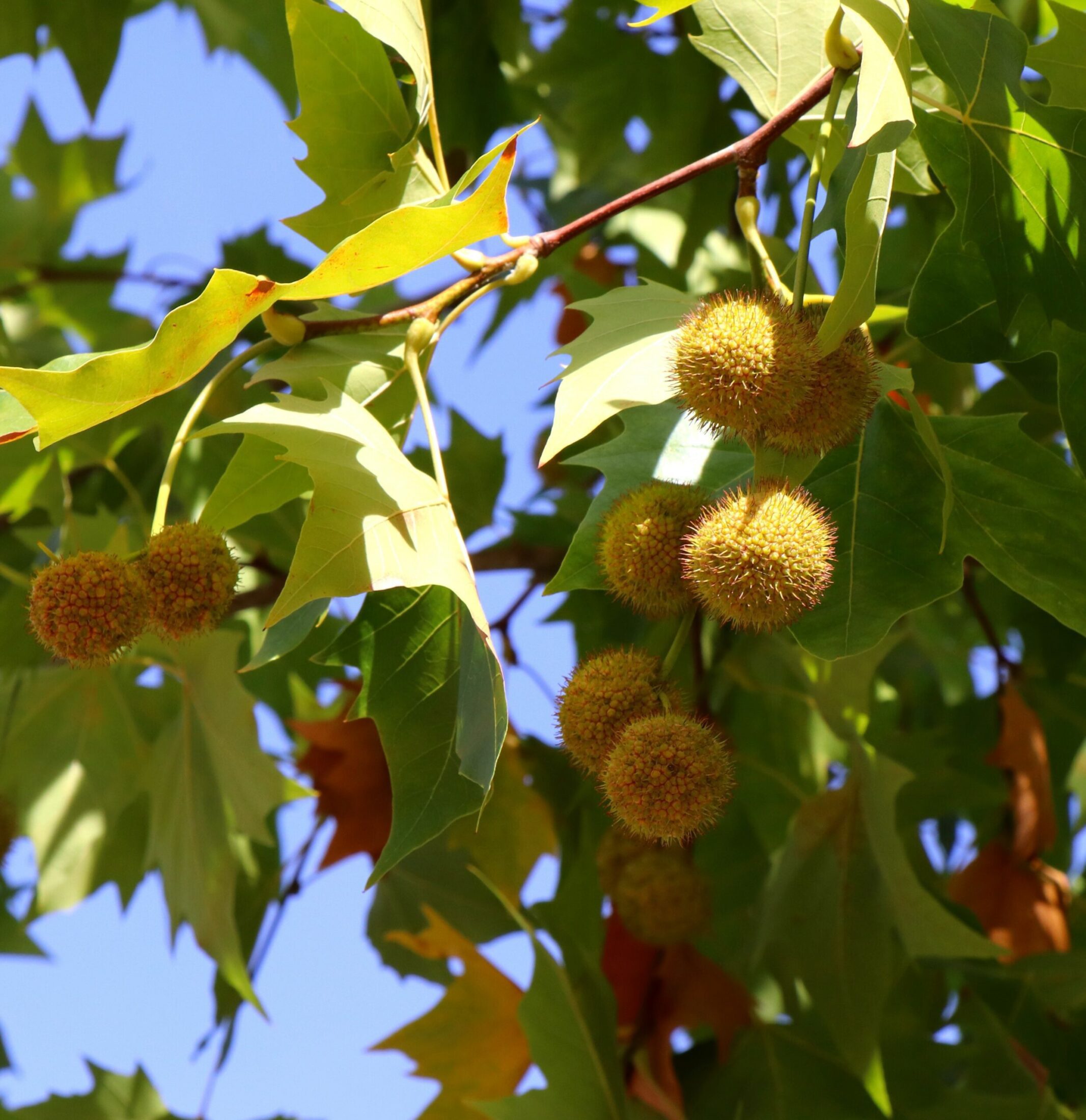 Buy Platanus x hispanica Tree | Hillier Trees Buy Platanus x hispanica Tree | Hillier Trees