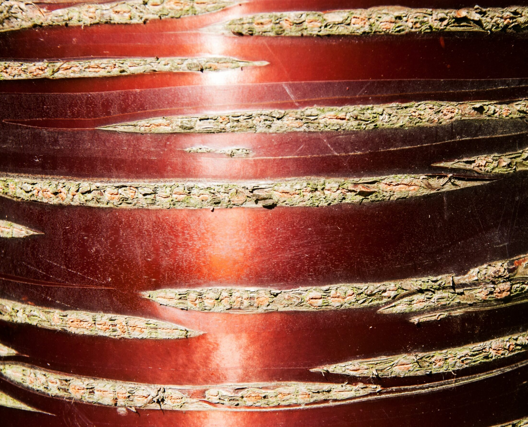 Best Trees for Attractive Bark