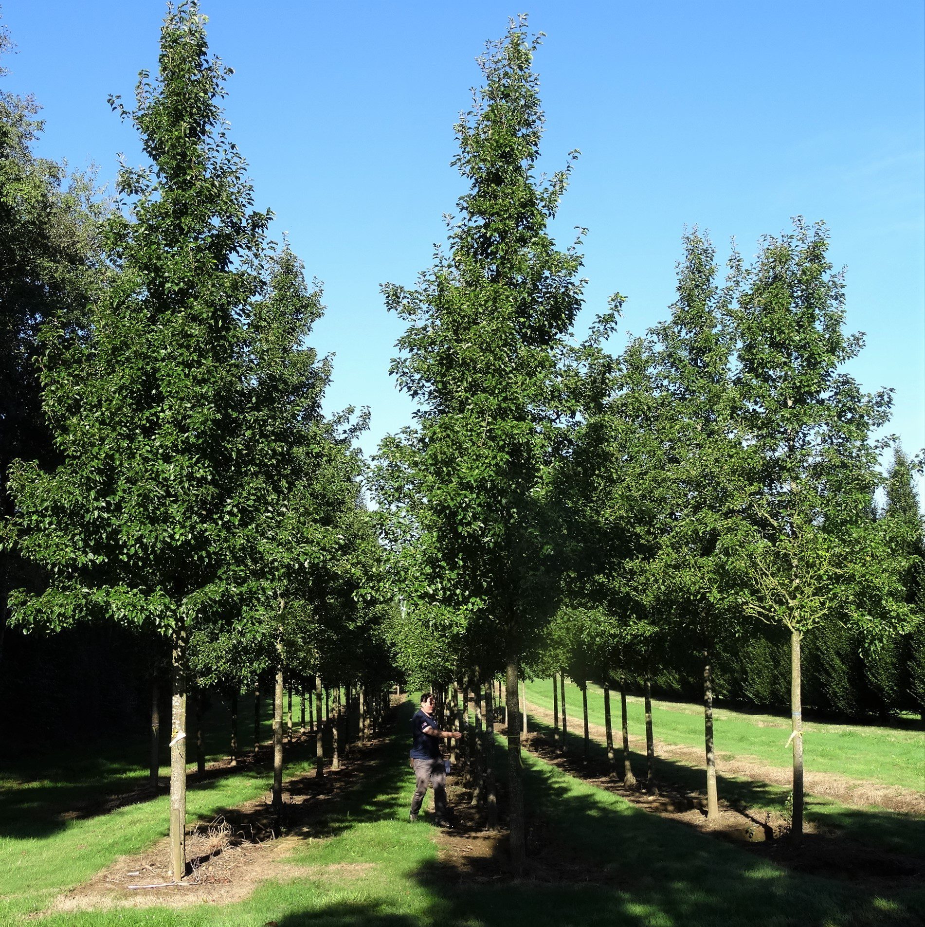 Buy Pyrus calleryana ‘Chanticleer’ Tree | Hillier Trees