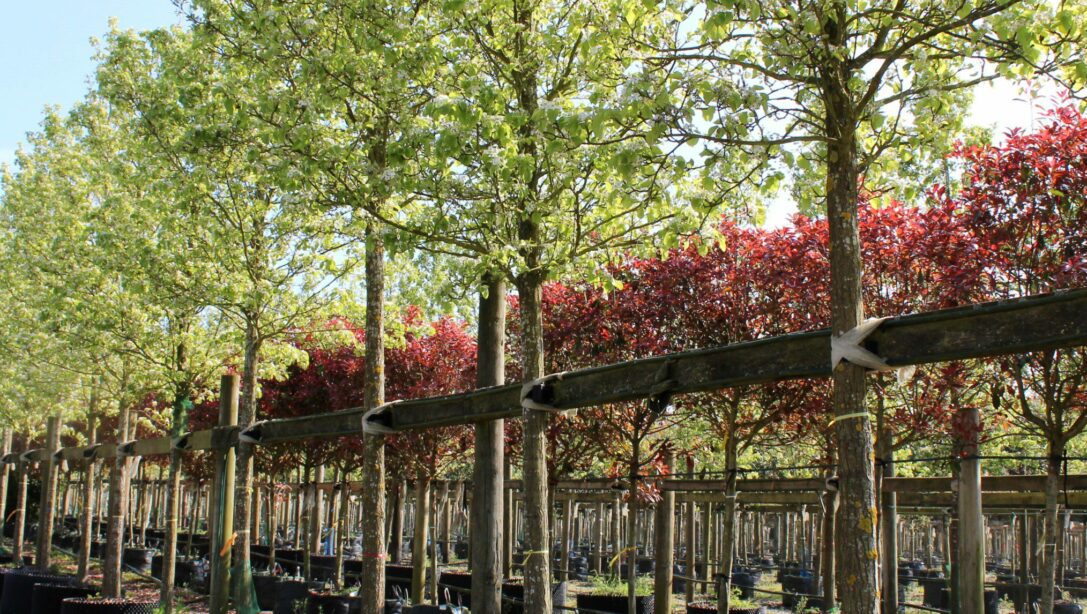 Evergreens For Small Spaces Trees For Small Gardens: Maximizing Your