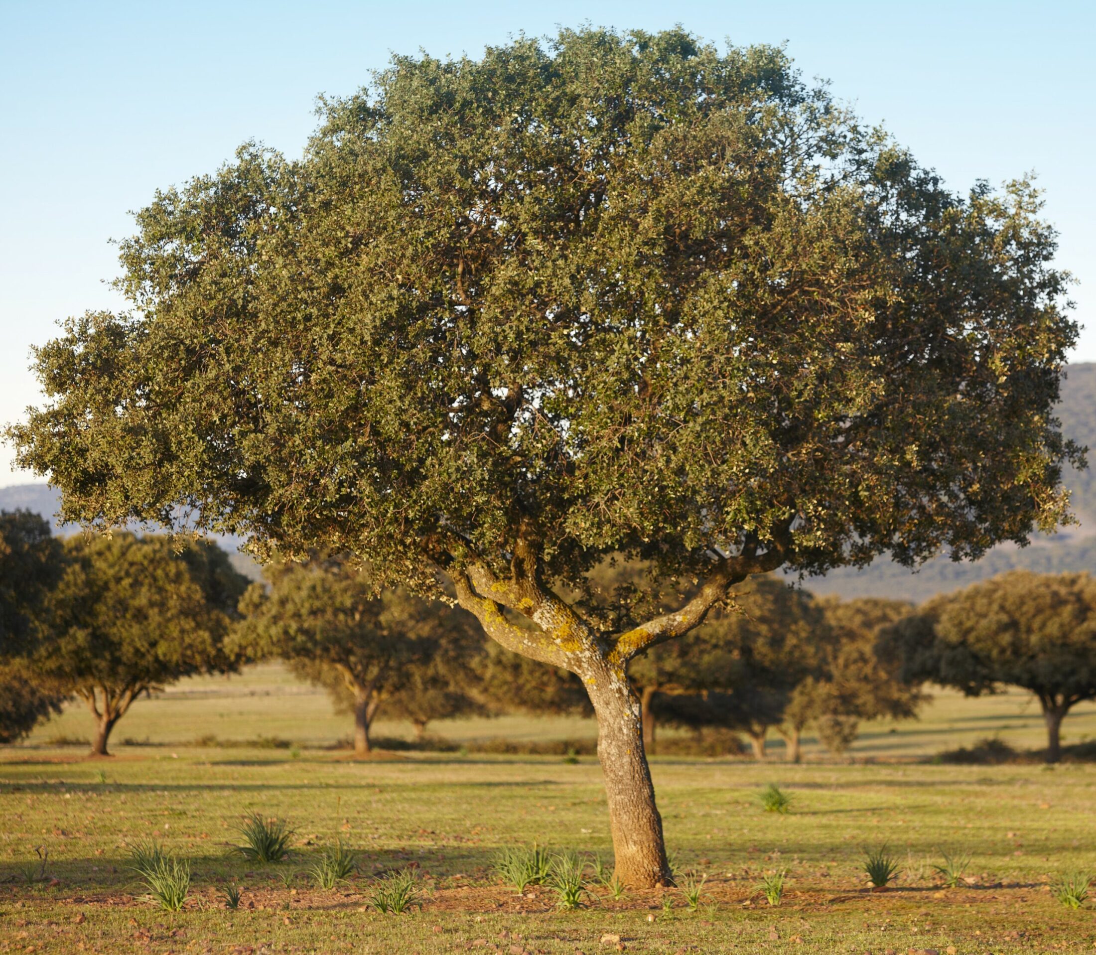 Buy Quercus ilex Tree | Hillier Trees