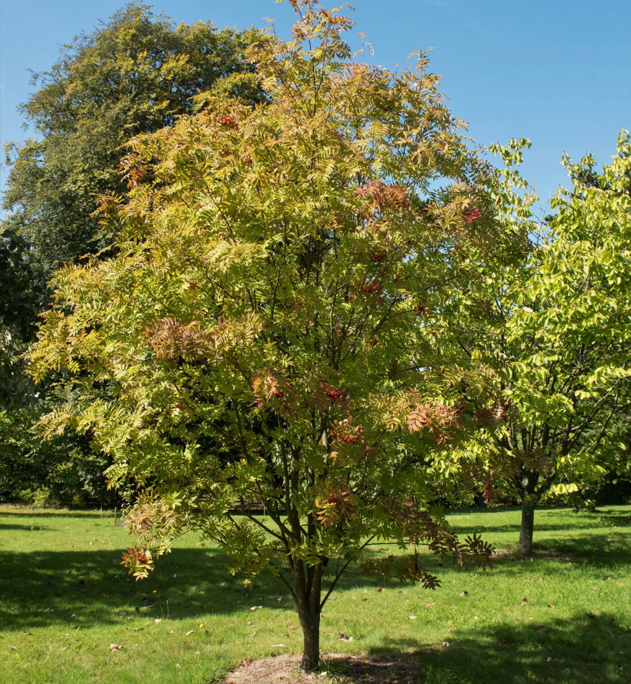 Buy Sorbus commixta ‘Embley’ Tree | Hillier Trees