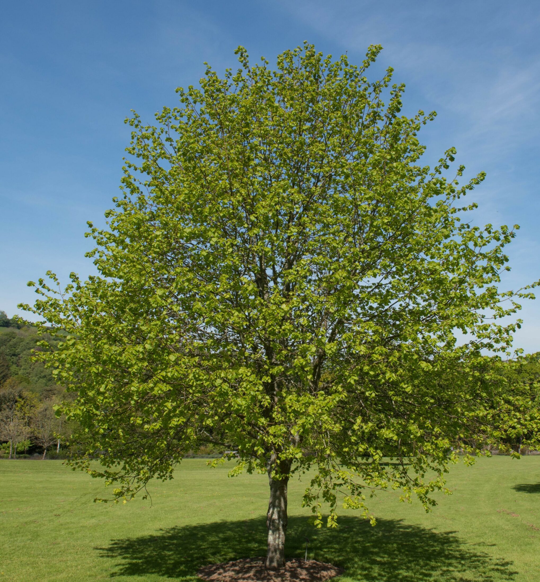 Buy Tilia cordata Tree | Hillier Trees