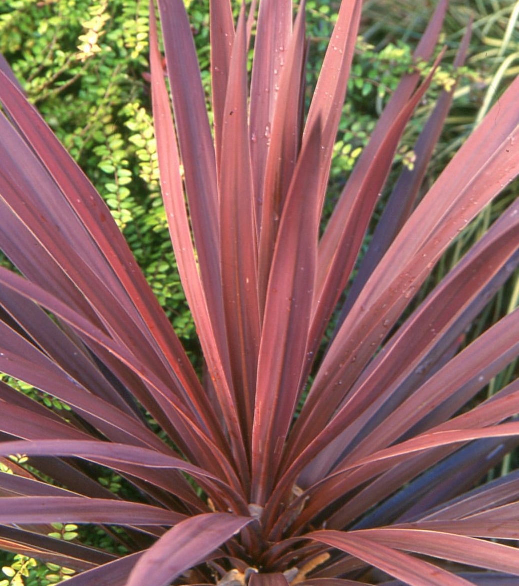 Cordyline 'Red Star' | Cabbage Palm Plants