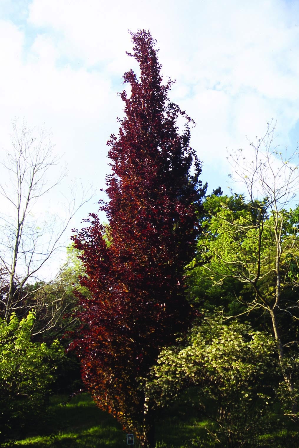 Fagus sylvatica ‘Dawyck Purple’ - Hillier