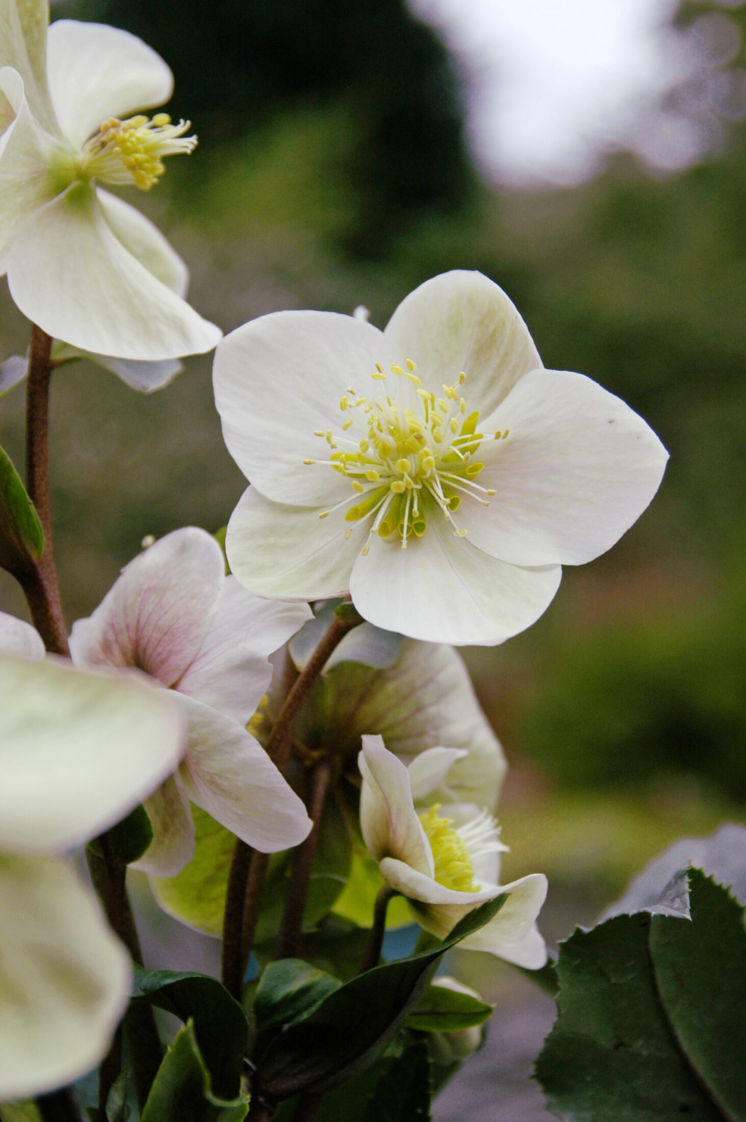 Helleborus Gold Collection® - Plant Profile | Hillier Garden Centres