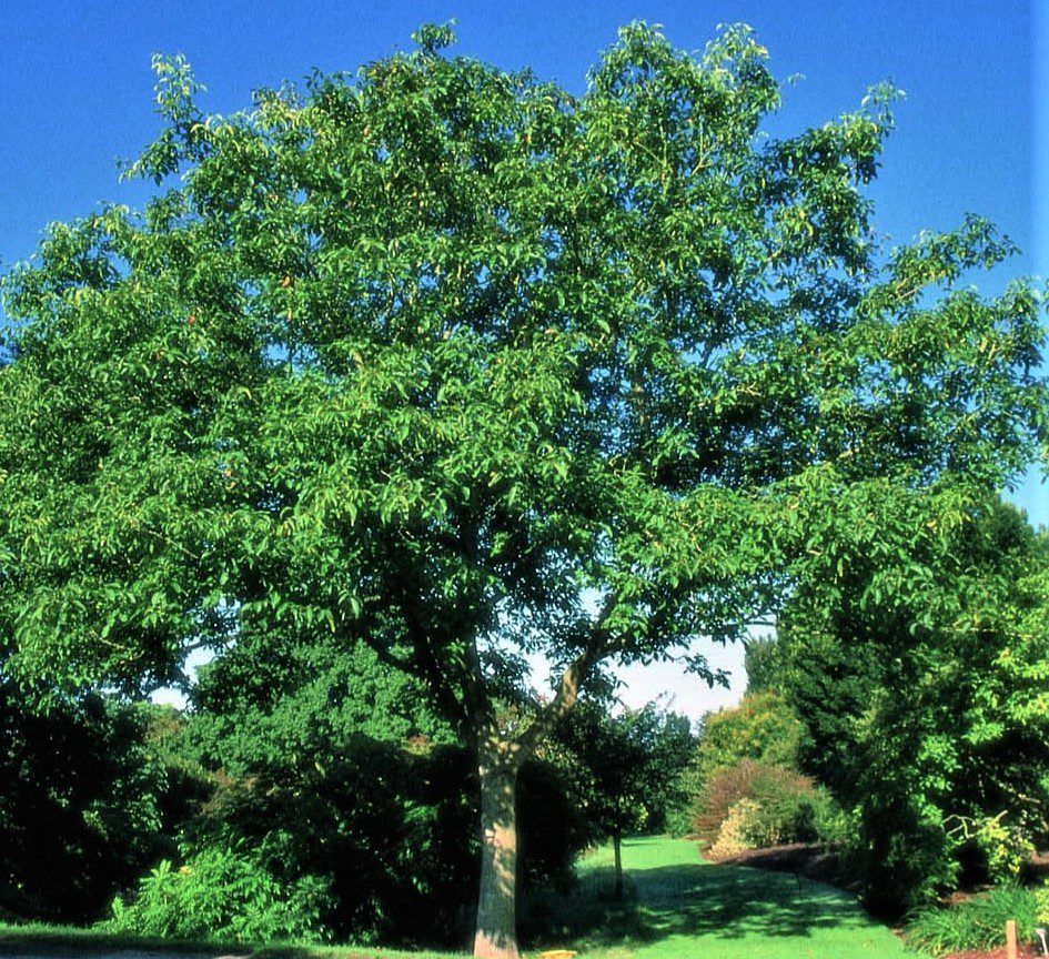 Buy Juglans regia Tree | Hillier Trees