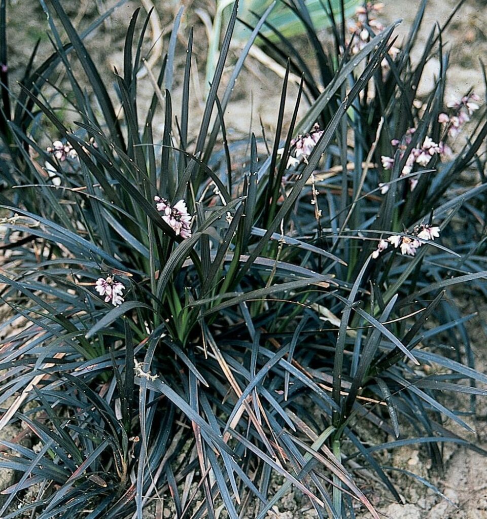 Ophiopogon planiscapus Nigrescens 2L
