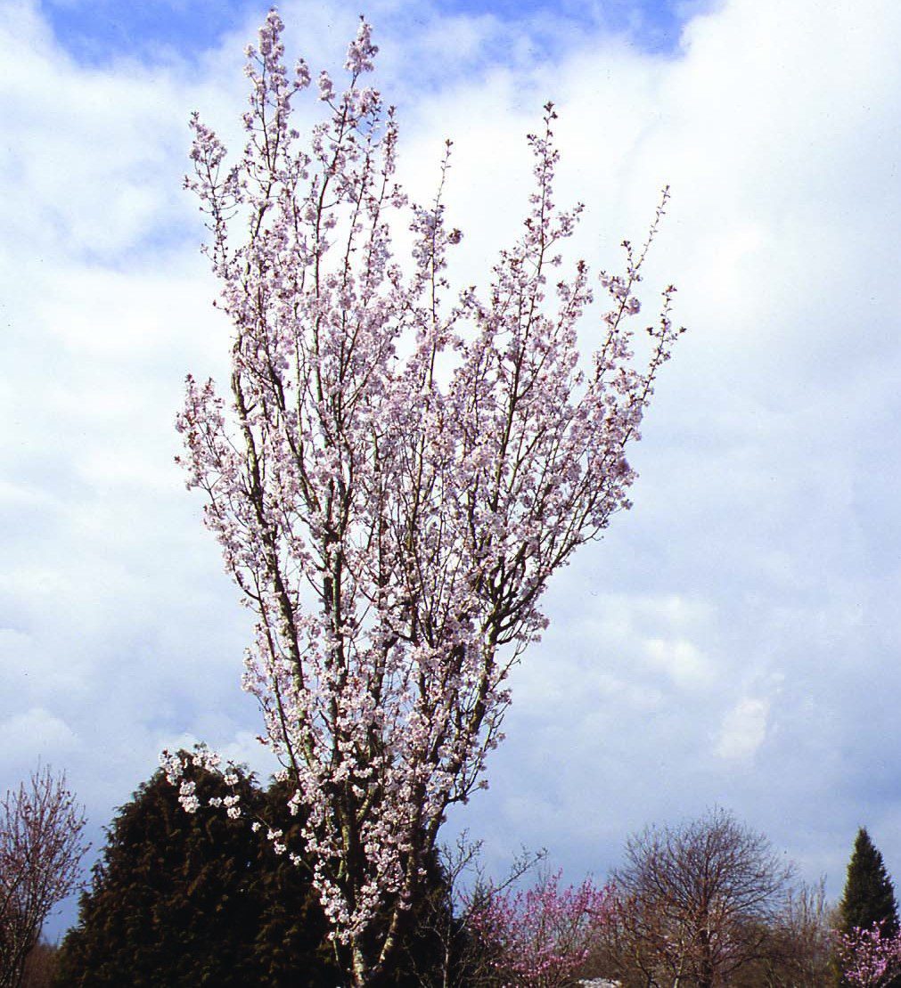 Prunus ‘Spire’ - Hillier