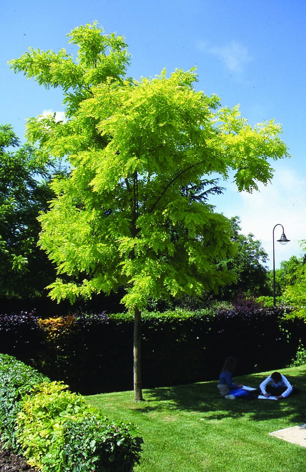 Buy Robinia pseudoacacia Tree | Hillier Trees