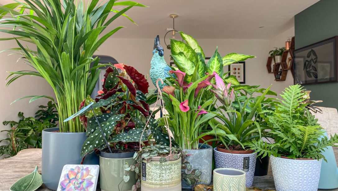Houseplants for Every Room - Hillier