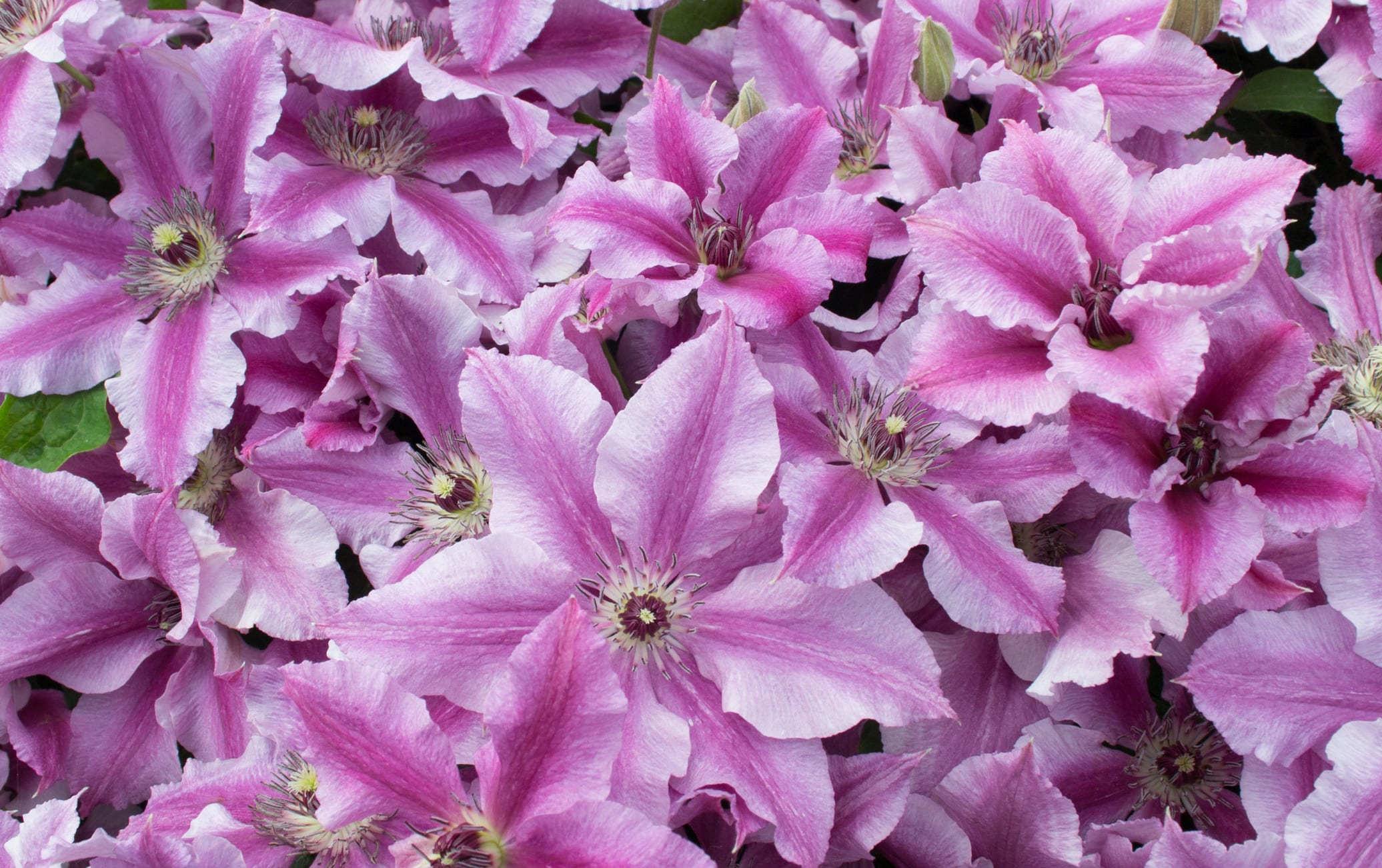Raymond Evison Clematis - Plant Profile | Hillier Garden Centres
