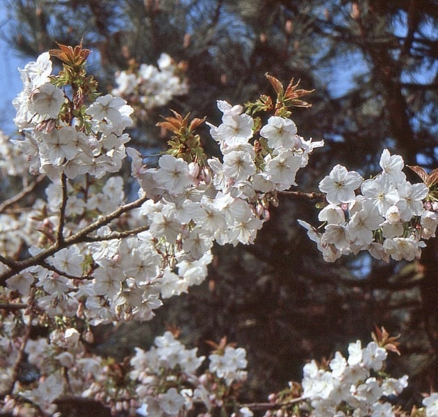 22 Best Plants for Spring | Hillier Garden Centres