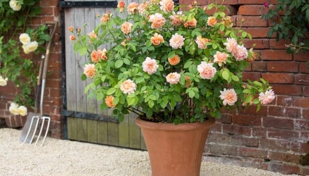 English Roses Guide | Hillier Garden Centres