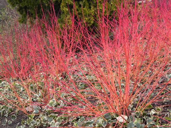 Cornus - Plant Profile | Hillier Garden Centres