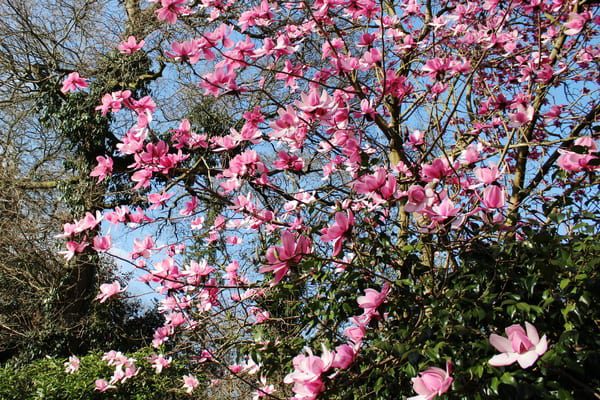 Plant Profile | Magnolia