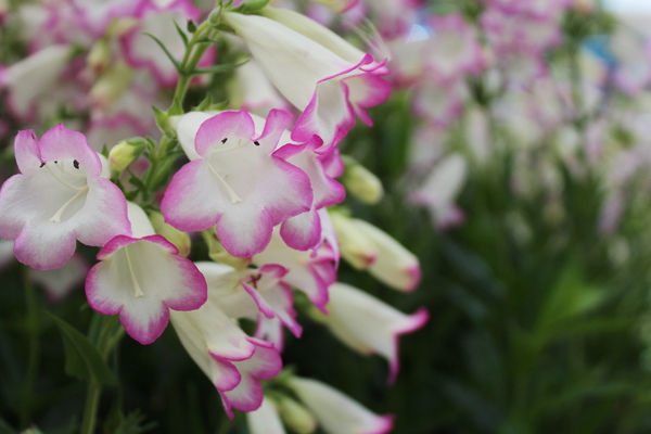 Plant Profile | Penstemon