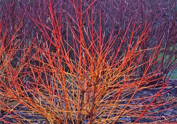Cornus - Plant Profile | Hillier Garden Centres