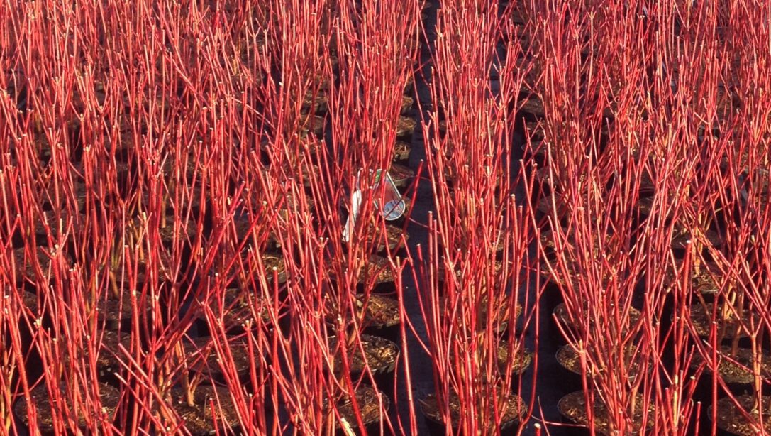 Cornus - Plant Profile | Hillier Garden Centres