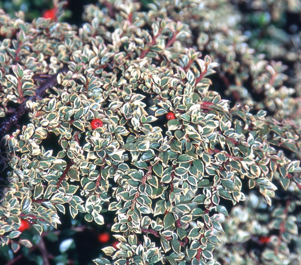 Cotoneaster atropurpureus 'Variegatus' | Variegated Purple-Flowered ...
