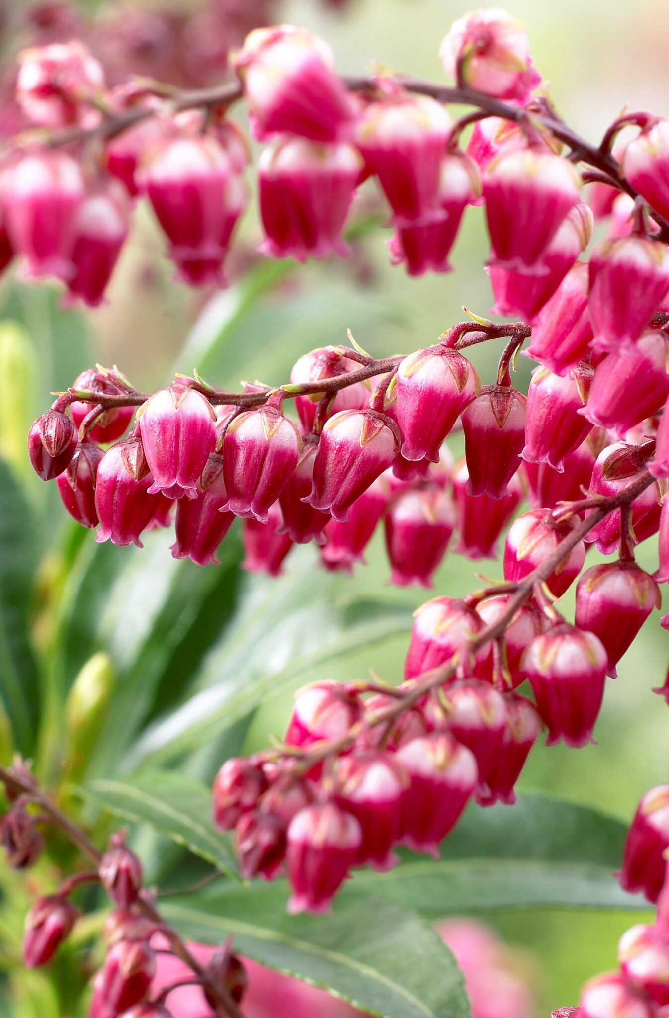 Hillier Nurseries and Garden Centres | Hillier