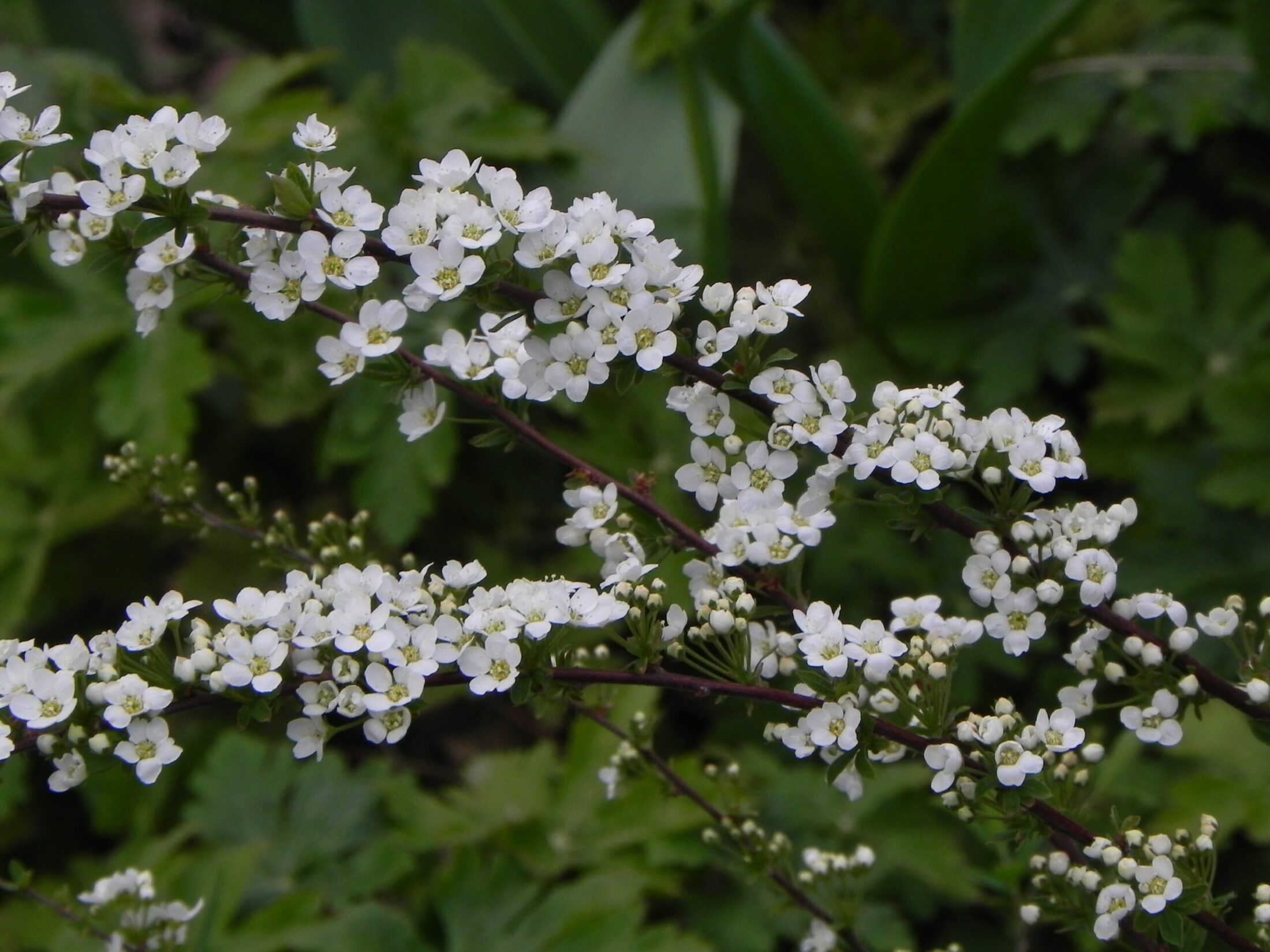 Spiraea Arguta Bridal Wreath Plants