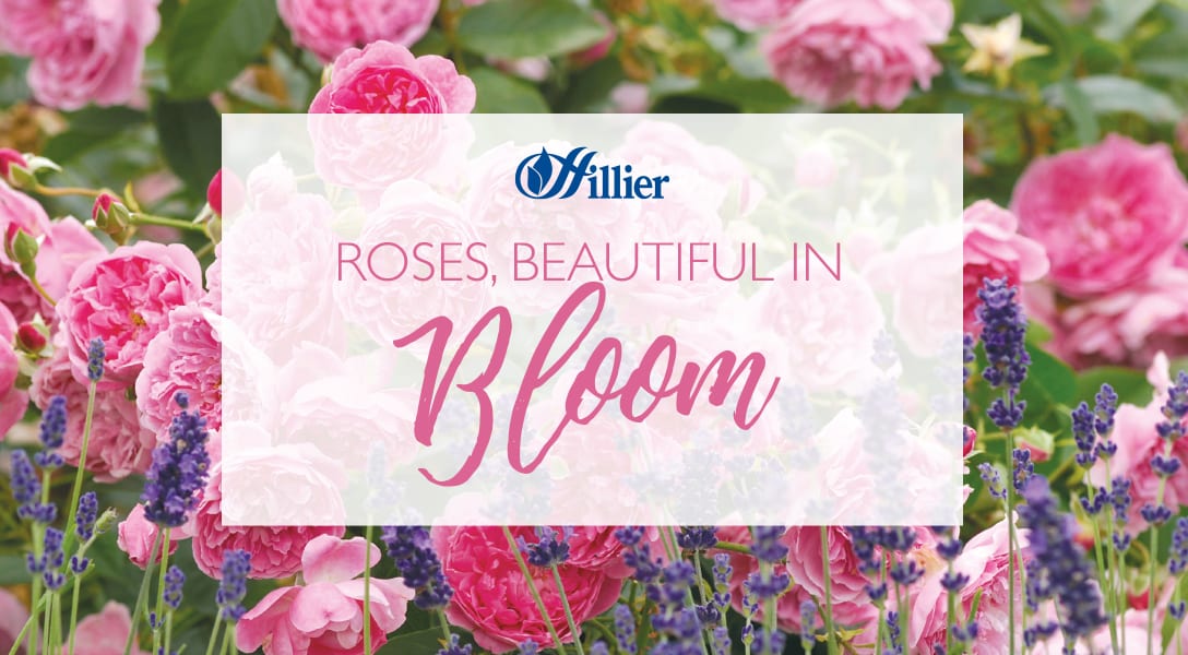 English Roses Guide | Hillier Garden Centres