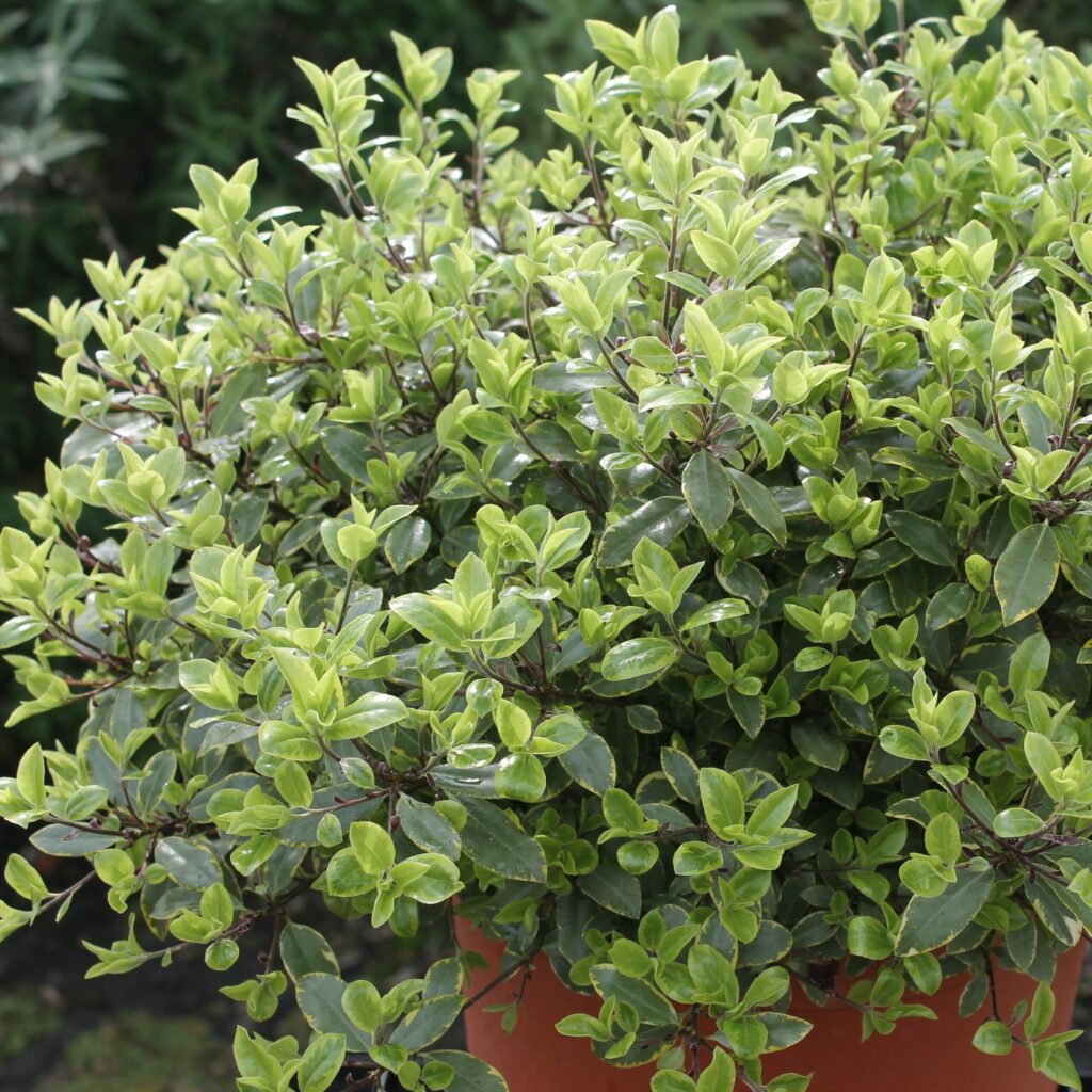Pittosporum tenuifolium 'Glo Ball' | Tawhiwhi Plants