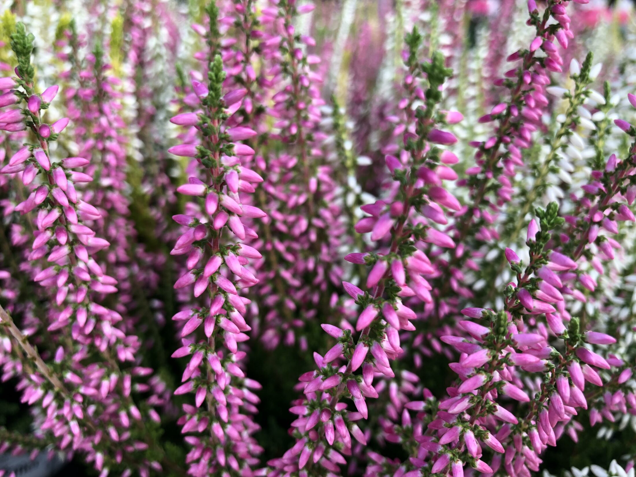 Calluna Vulgaris - Plant Profile | Hillier Garden Centres