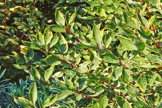 Cornus - Plant Profile | Hillier Garden Centres